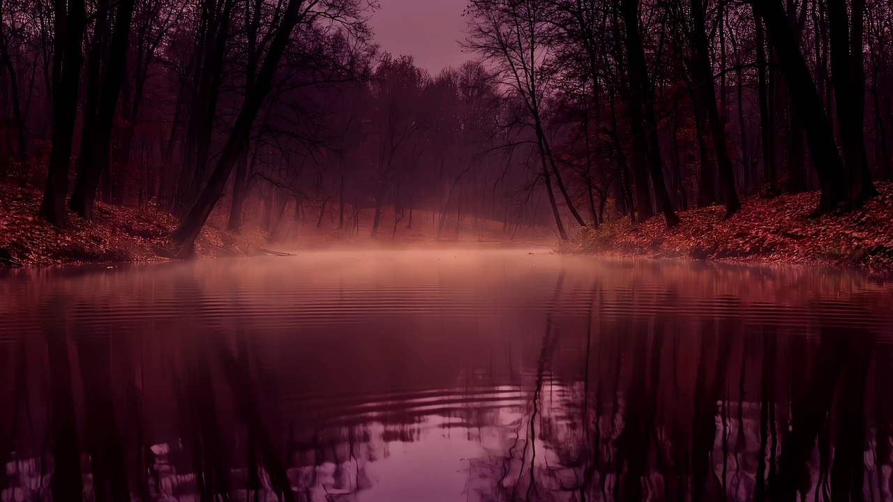 Forest, Autumn, Mist. Free Stock Video - Pixabay