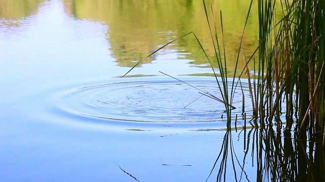 Nature, Grass, Landscape. Free Stock Video - Pixabay