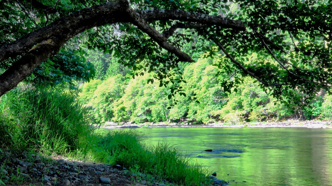 River, Trees, Forest. Free Stock Video - Pixabay