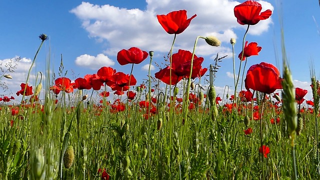 Poppies, Red Flowers, Blooming. Free Stock Video - Pixabay