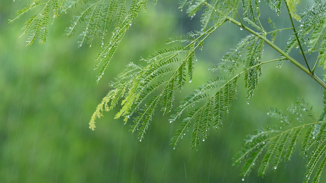Naturaleza Agua Hoja - Free video on Pixabay