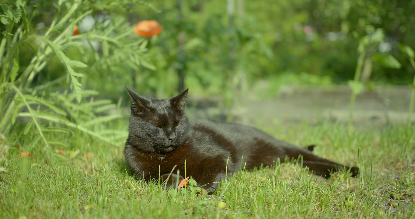 Katze Tier Garten - Free video on Pixabay