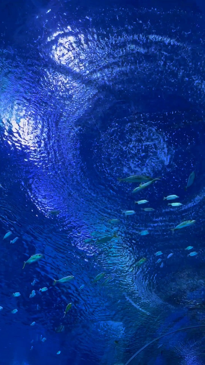 Aquarium, Fish, Underwater. Free Stock Video - Pixabay