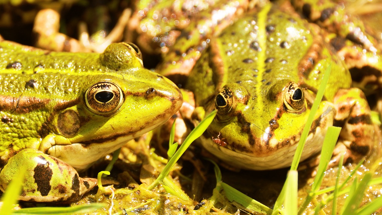 Katak Rawa Hijau - Free video on Pixabay
