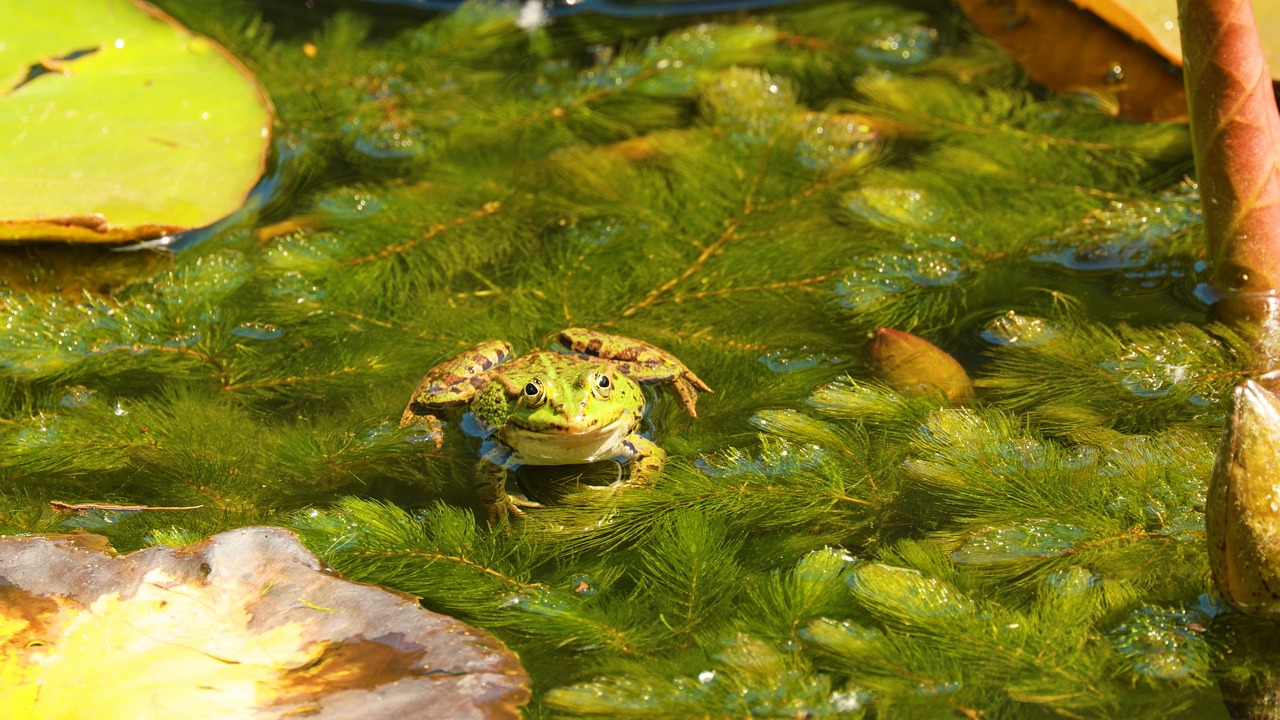 Frog, Swamp, Green. Free Stock Video - Pixabay