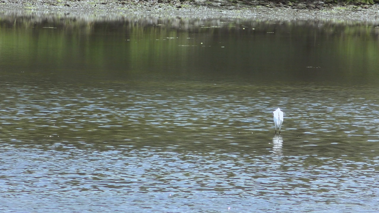 Naturaleza Fauna Silvestre Agua - Free video on Pixabay