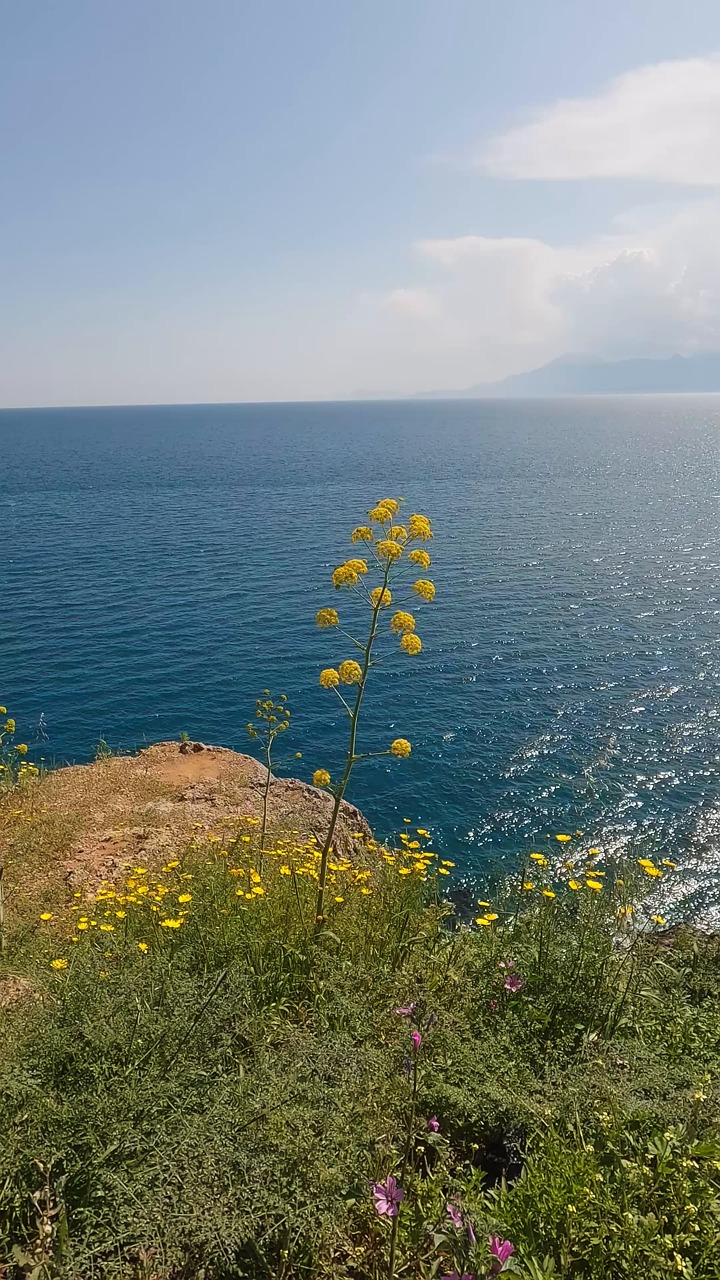 Blume Natur Ansicht - Free video on Pixabay