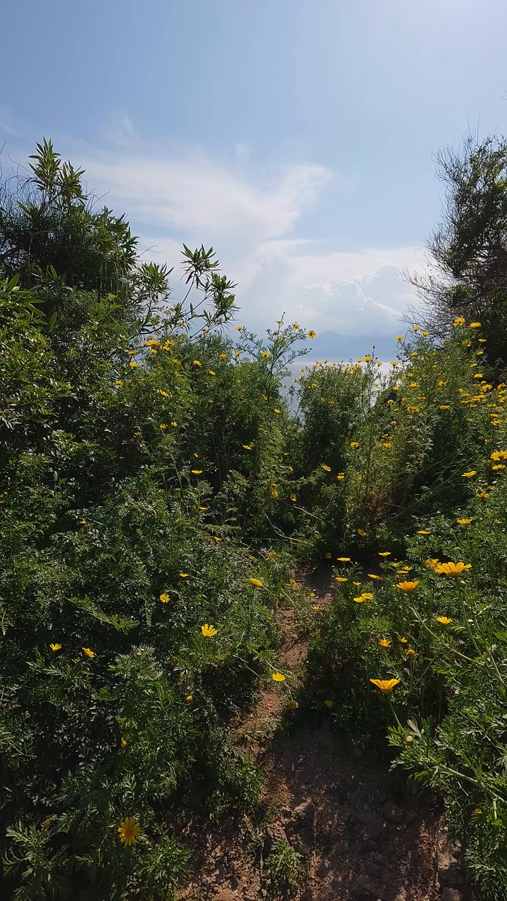 Bloem Natuur Weergave - Free video on Pixabay
